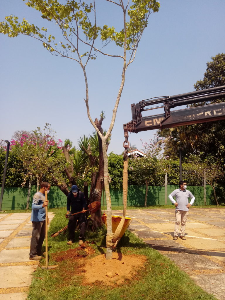 Indigenous and environmental activists delivered a Jatoba tree to ...