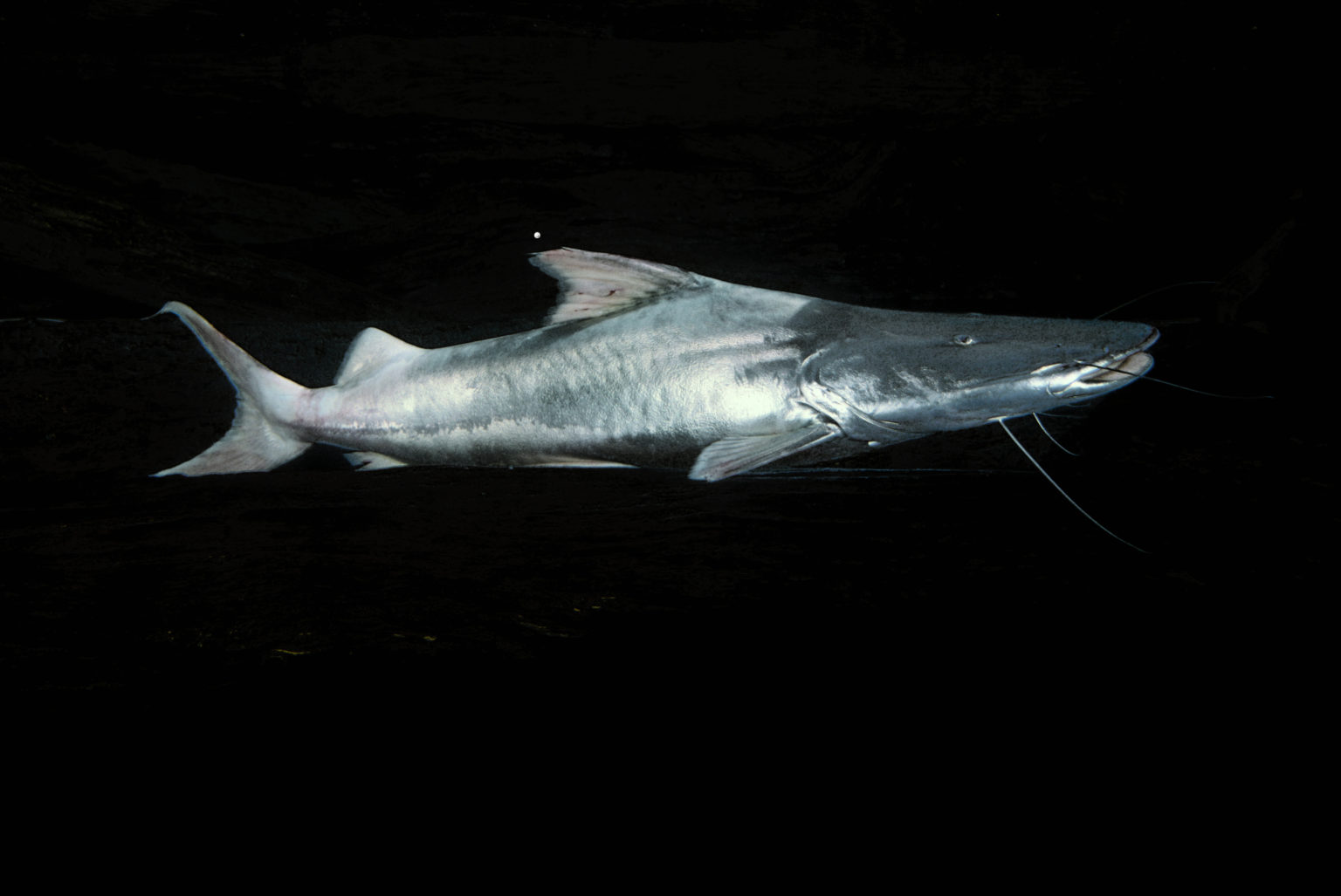 Dorado catfish: the Amazon fish with the world’s longest freshwater ...